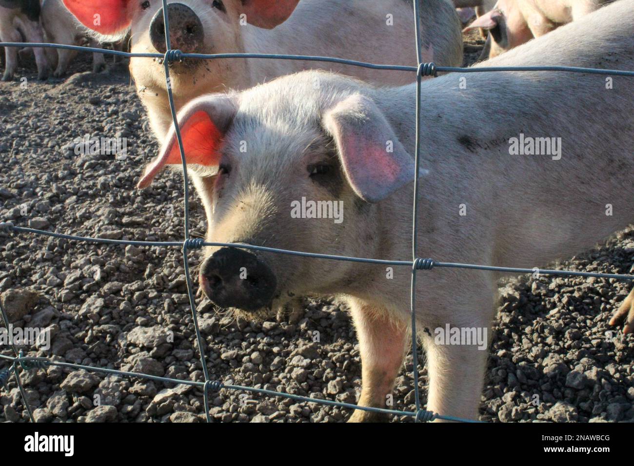 Pig on a Farm Stock Photo - Alamy