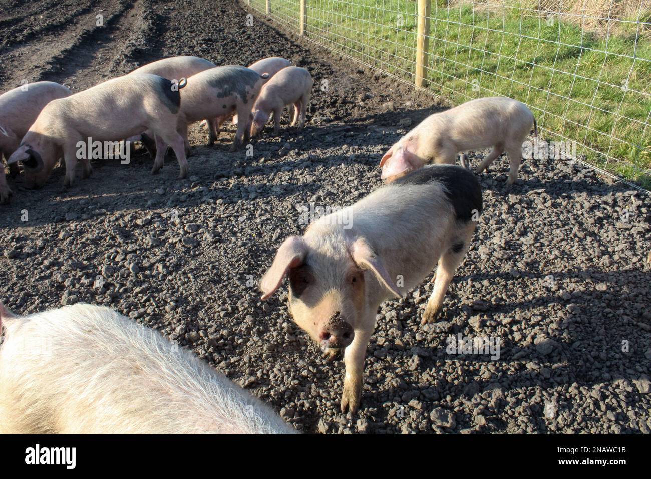 Pig on a Farm Stock Photo - Alamy