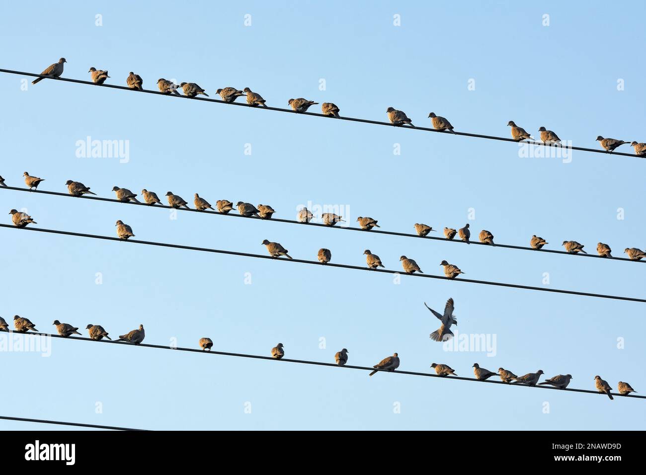 Doves - flock rest on electricity cables Stock Photo - Alamy