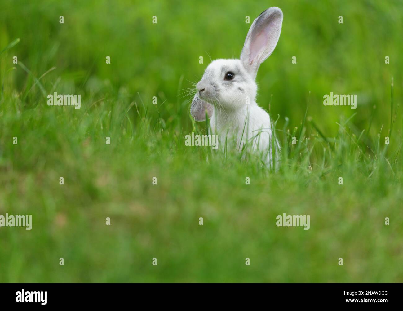 Little cute rabbit sitting on the grass. Bunny on green background ...