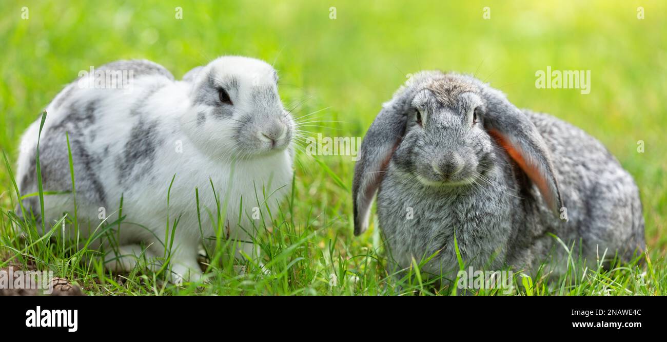 Two Little cute rabbit sitting on the grass. Bunny on green background ...