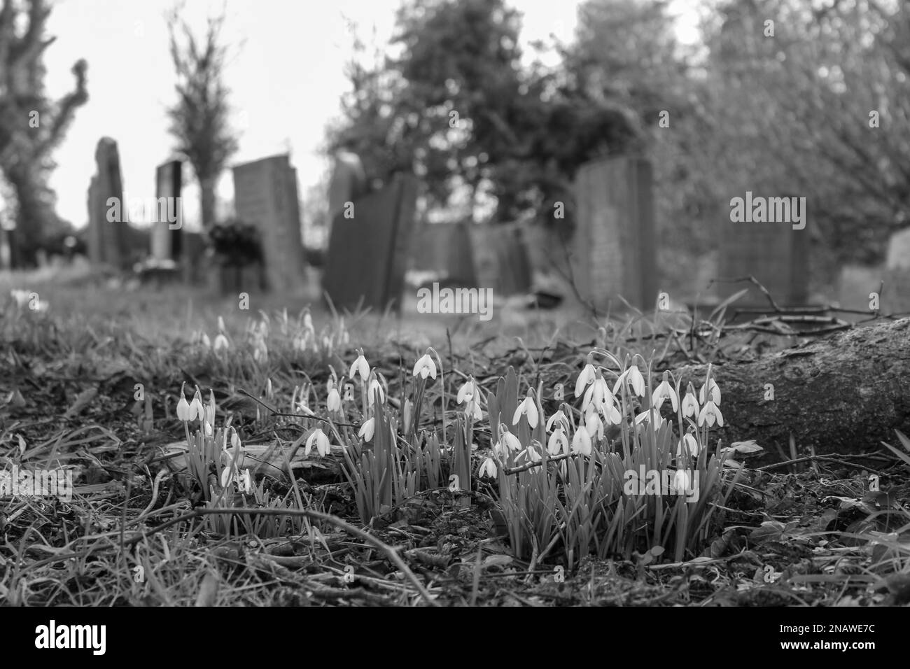 Graveyard and flowers hi-res stock photography and images - Alamy