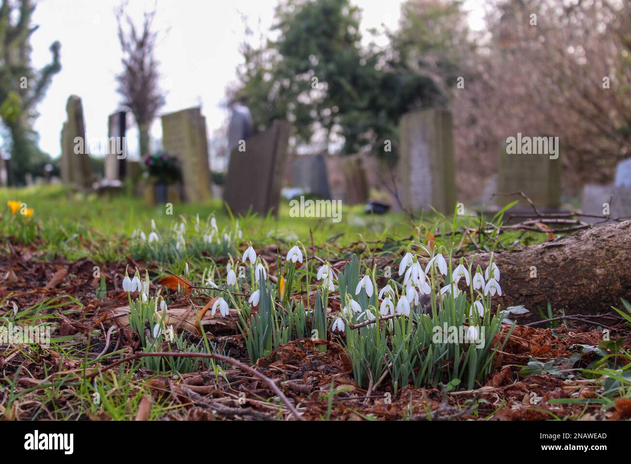 Snowdrops in a Graveyard Stock Photo - Alamy