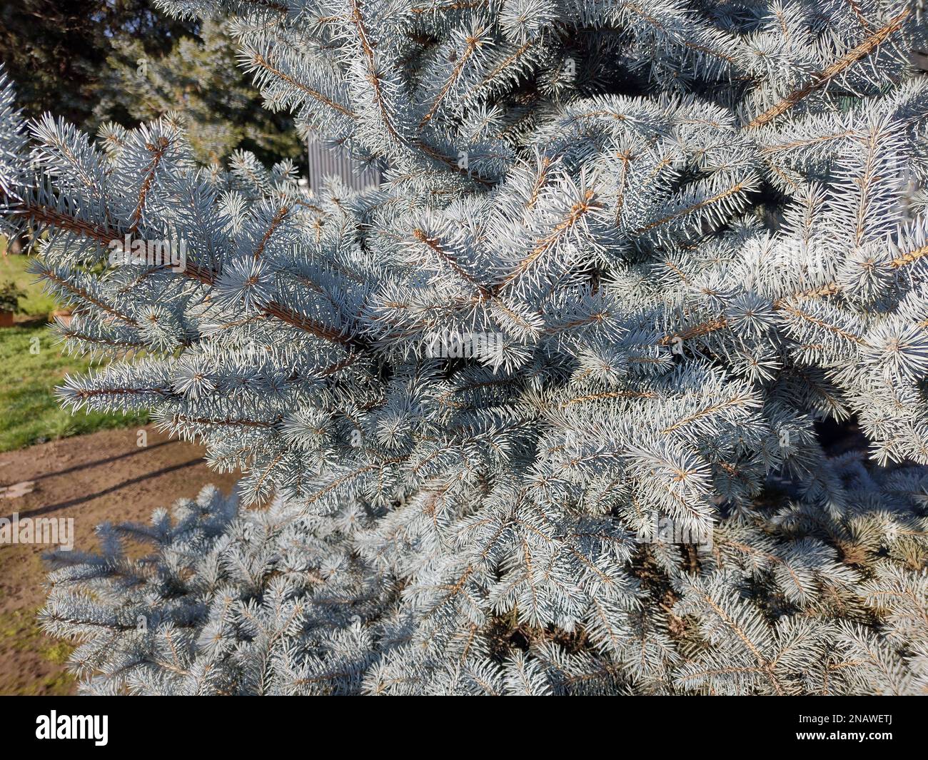 Colorado Blue Spruce tree in Romania. Picea pungens Stock Photo - Alamy