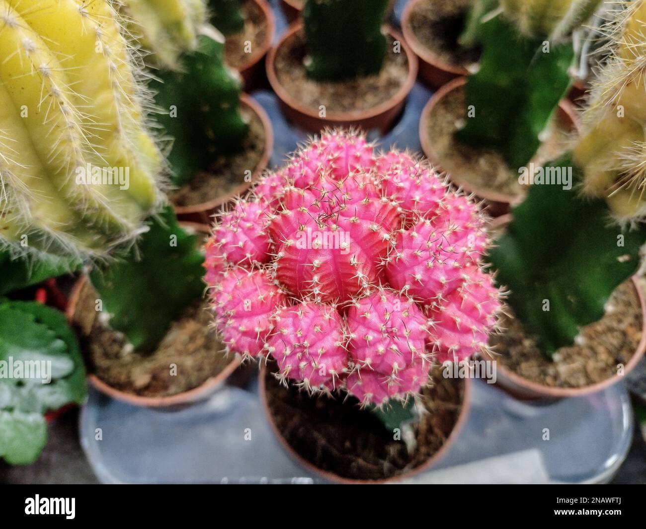 Pink Moon Cactus in the pot. Gymnocalycium mihanovichii Stock Photo - Alamy