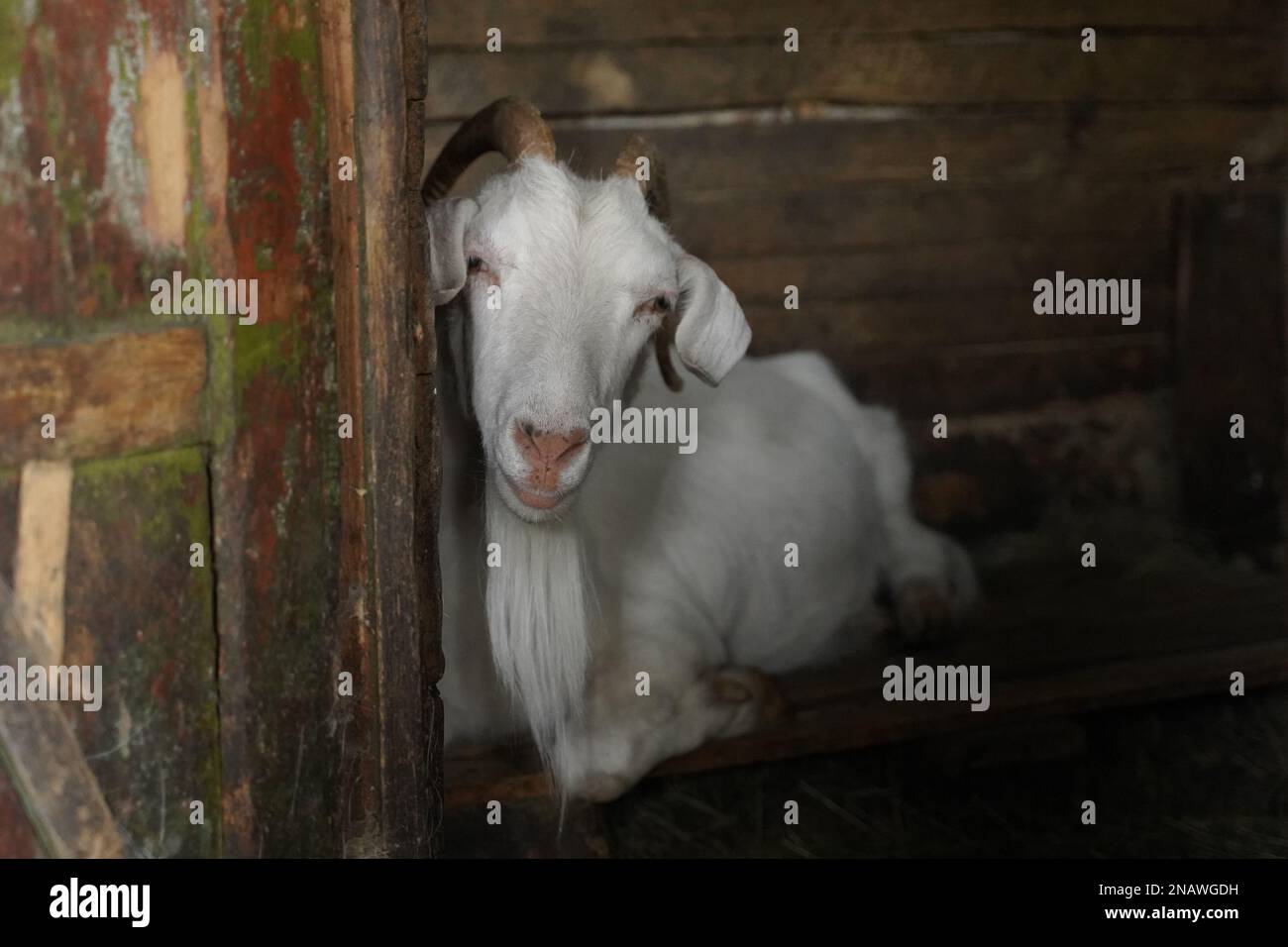 Goat lying down in in hi-res stock photography and images - Alamy