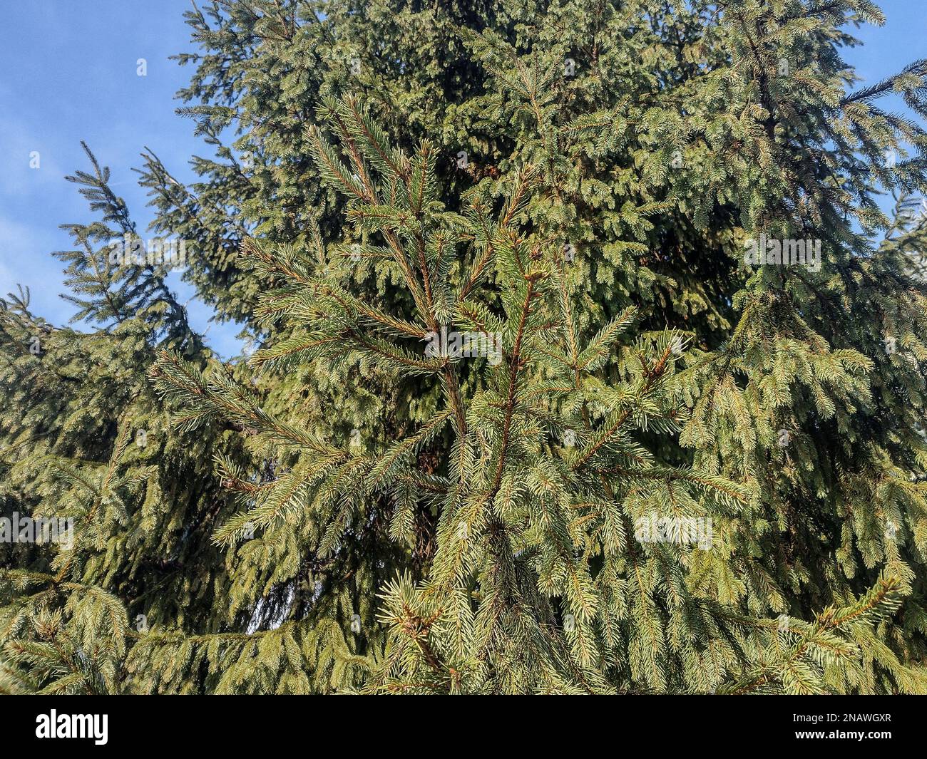 Spruce tree in Romania. Picea abies Stock Photo - Alamy
