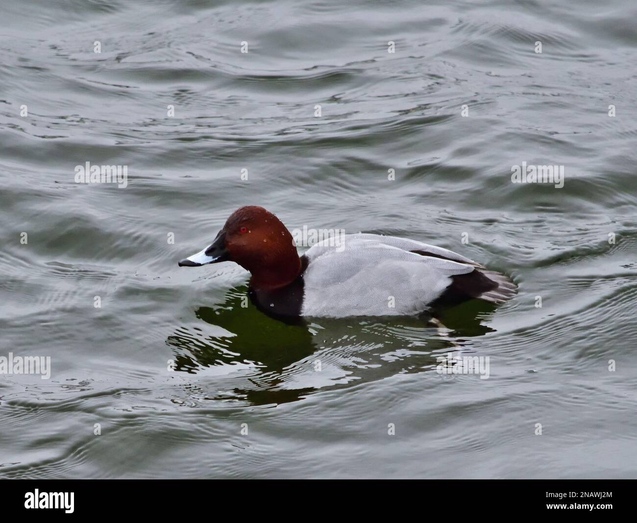Common pochard male hi-res stock photography and images - Alamy