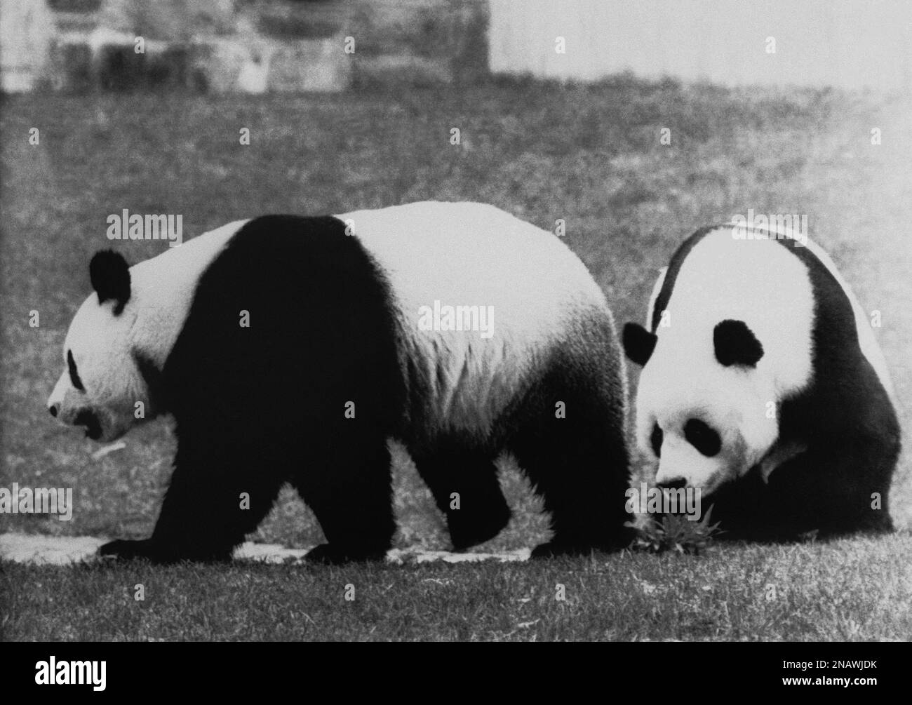 Ling-Ling, right, the National Zoo’s female giant panda follows Hsing ...