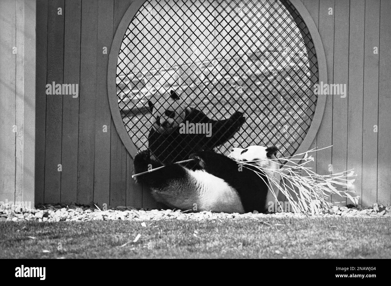 Ling-Ling, the female giant panda at the National Zoo, watches Hsing ...