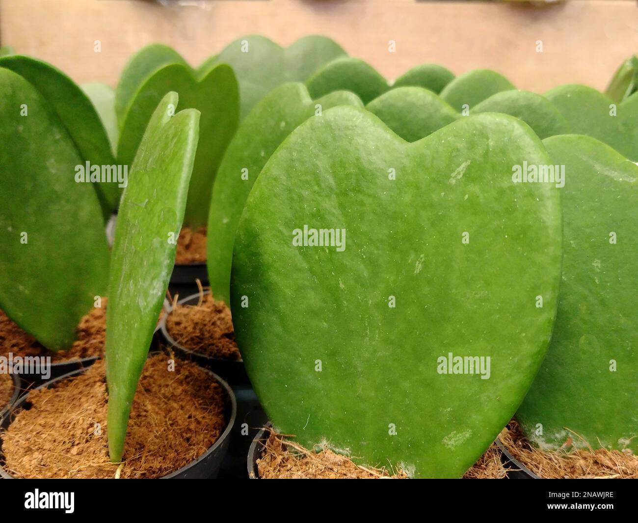 Sweetheart Plant in the pot. Hoya kerrii plant Stock Photo - Alamy
