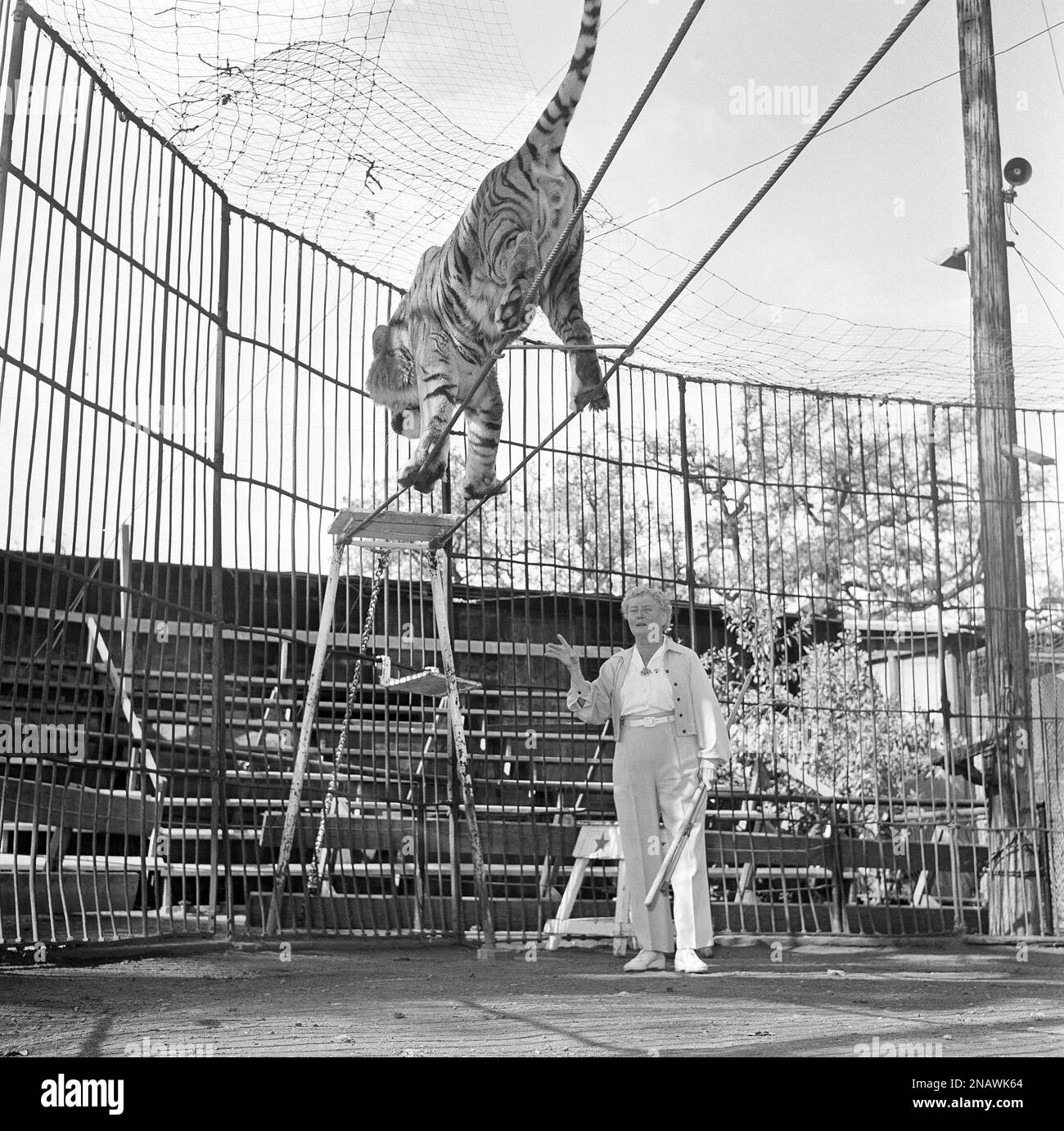 Mabel Stark, tiger trainer, 71, works with a jungle-raw Bengal tiger as ...