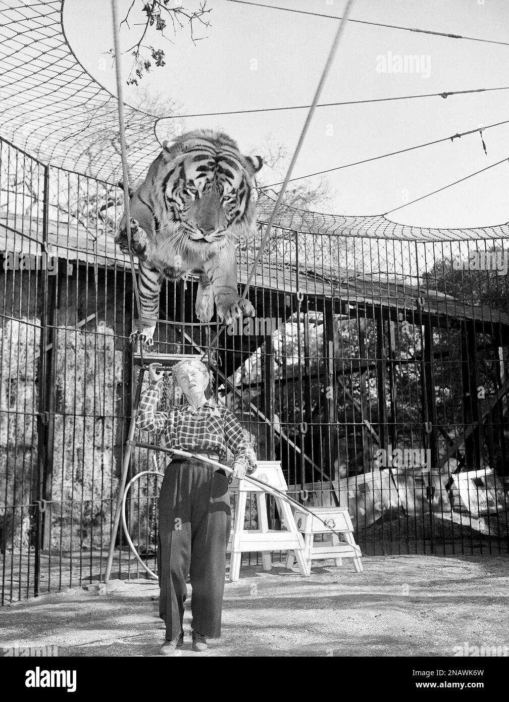 Mabel Stark, famous wild animal trainer, who during the war worked as a ...