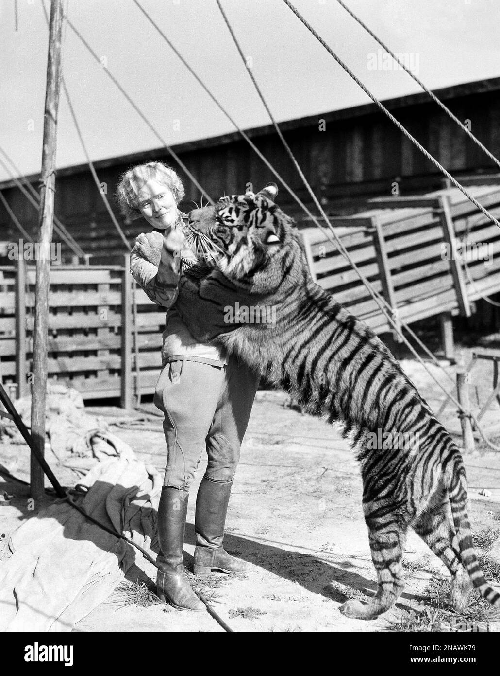 Never trust a tiger, admonishes Mabel Stark, famed trainer of big cats ...