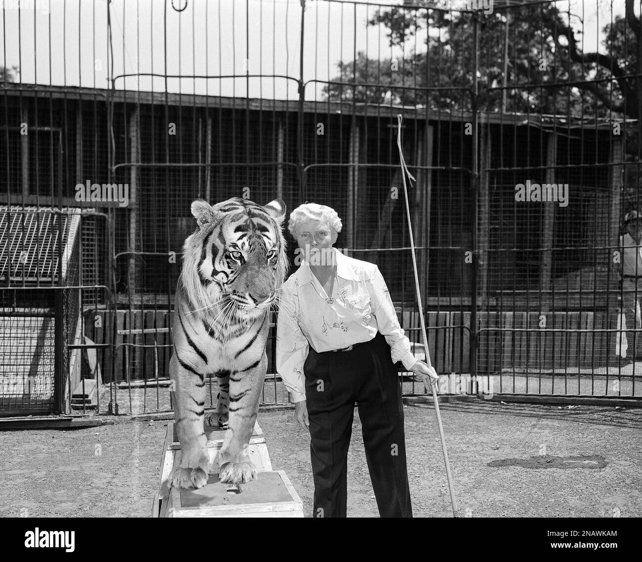 Mabel Stark, well-known tiger trainer, with one of her big cats, that ...