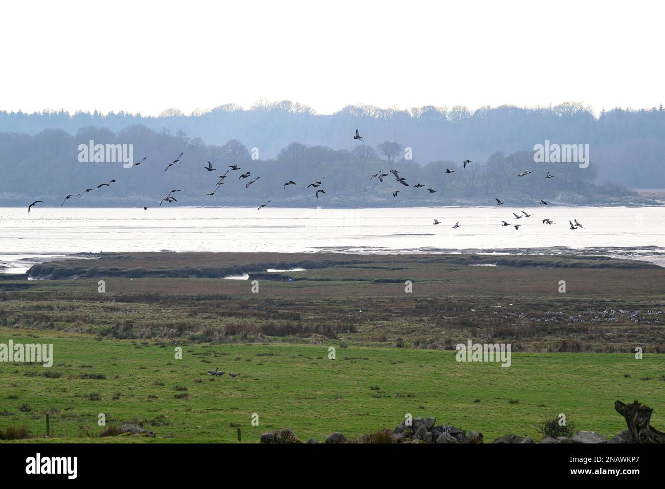 Goose pink-footed (Anser brachyrhynchus) and Goose barnacle (Branta ...