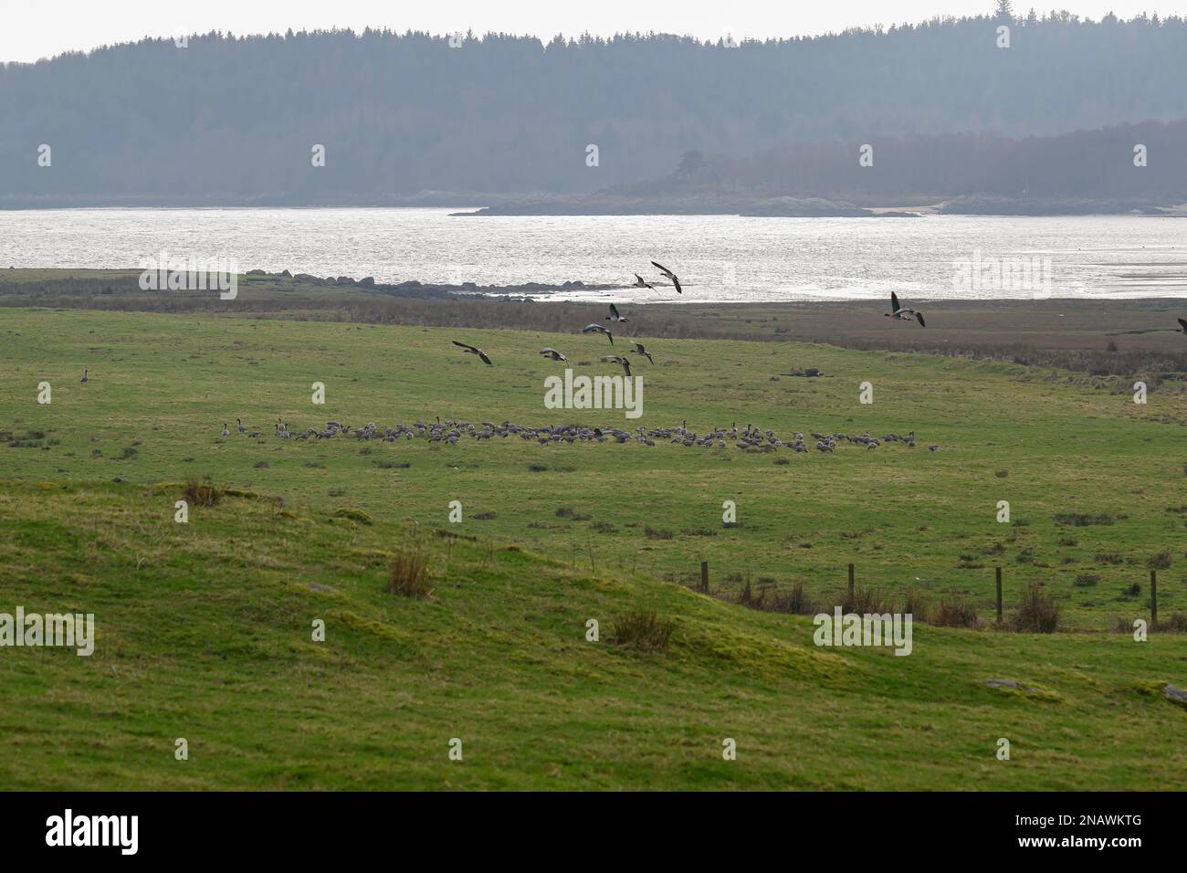 Goose pink-footed (Anser brachyrhynchus) and Goose barnacle (Branta ...