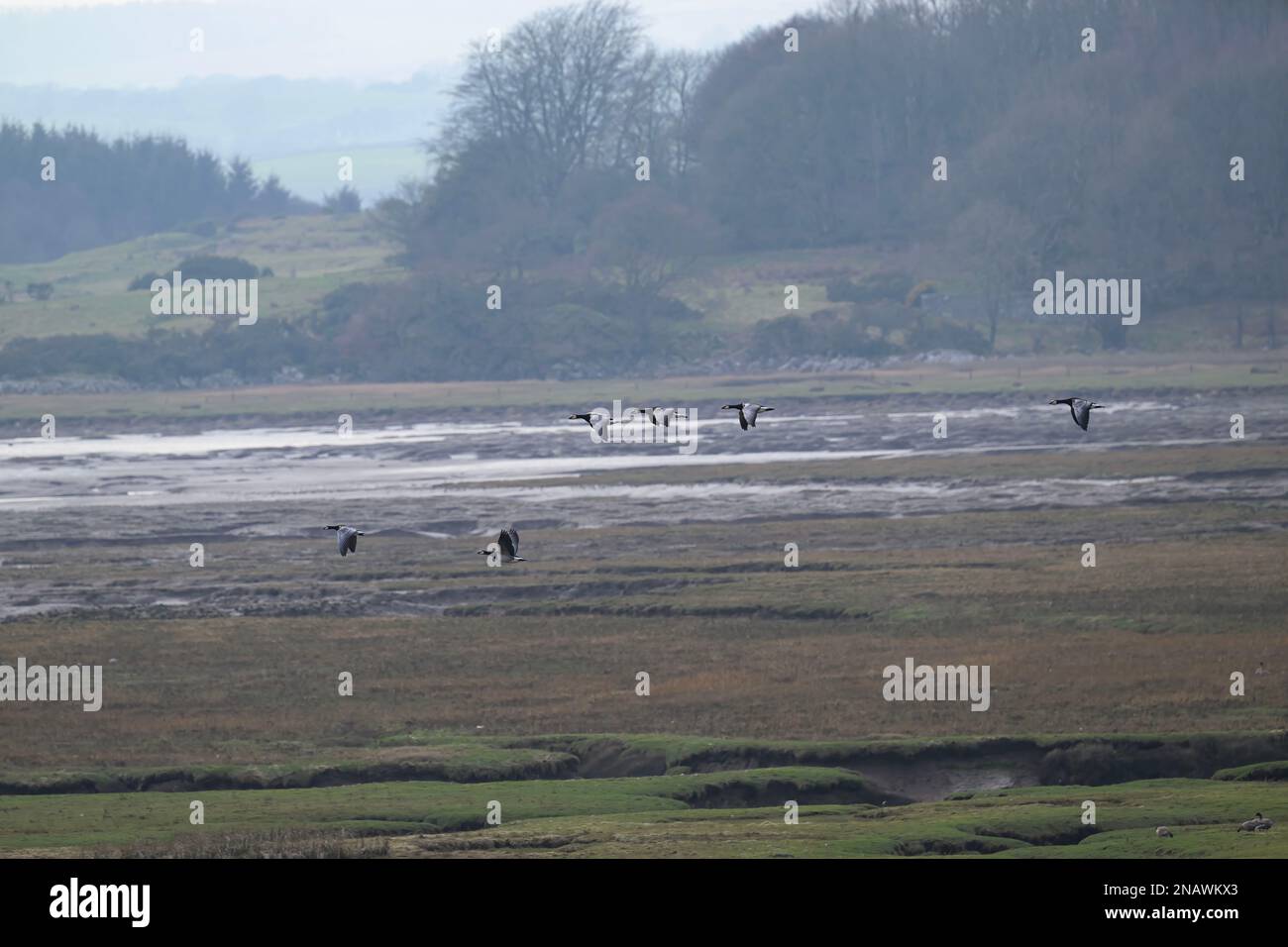 Goose barnacle (Branta leucopsis), flying in to roost in Orchardton Bay ...