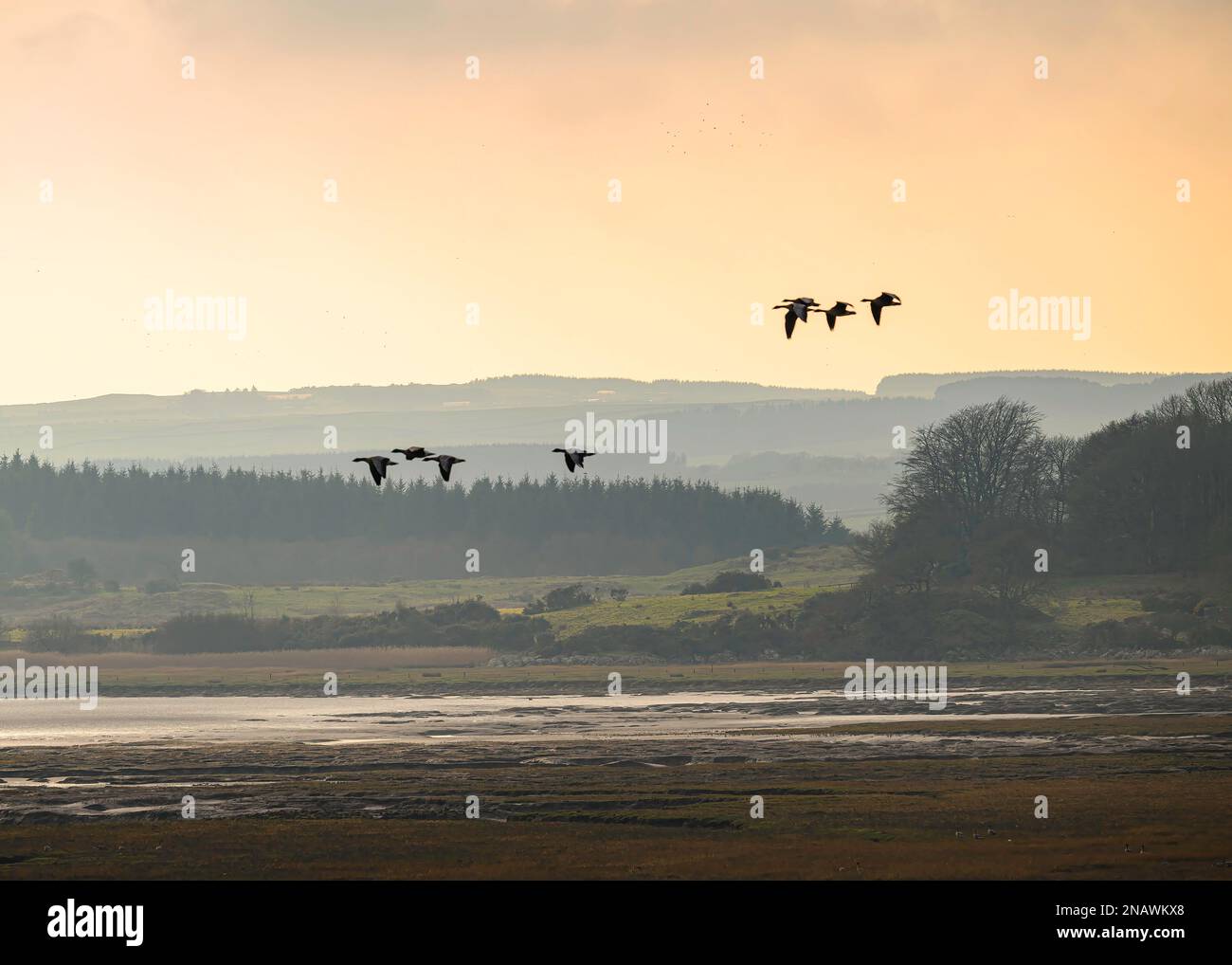Goose pink-footed (Anser brachyrhynchus), flying in to roost in ...