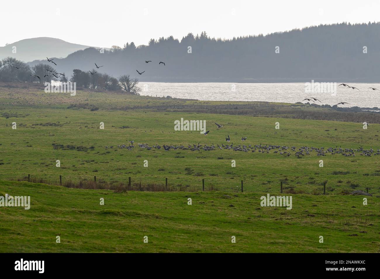 Goose pink-footed (Anser brachyrhynchus), flying in to roost in ...