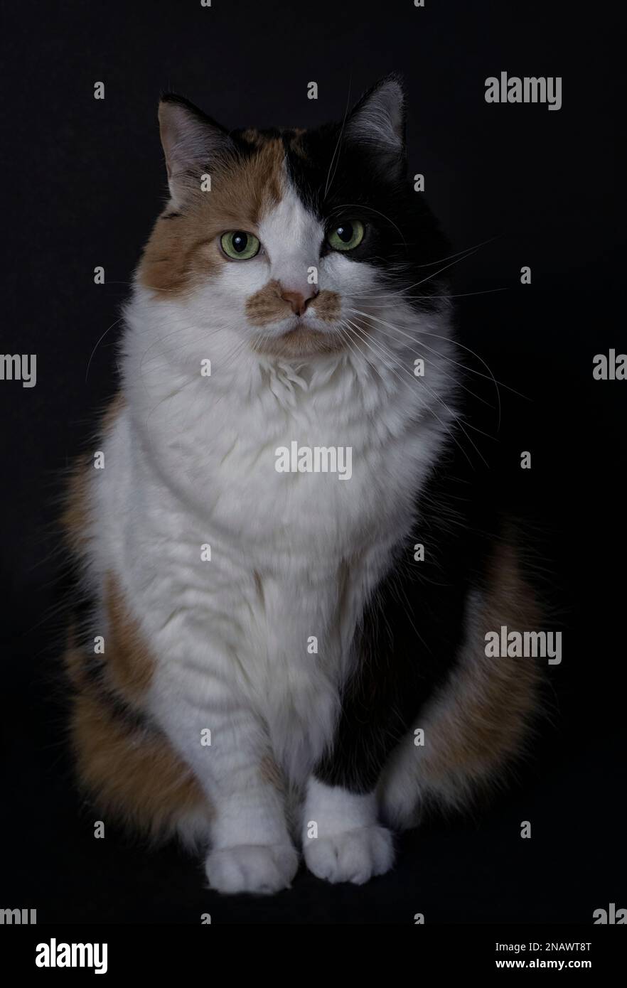 Cat full body hi-res stock photography and images - Alamy