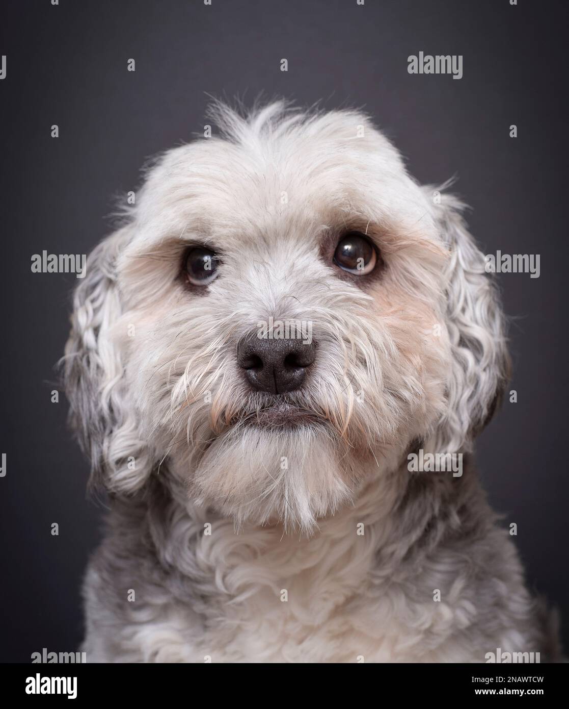 Dog vertical hi-res stock photography and images - Alamy