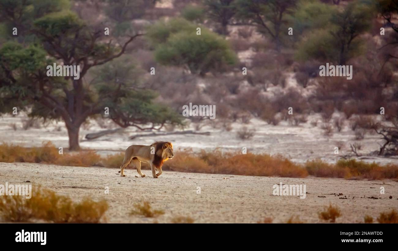 African lion walk in morning scenery in Kgalagadi transfrontier park ...
