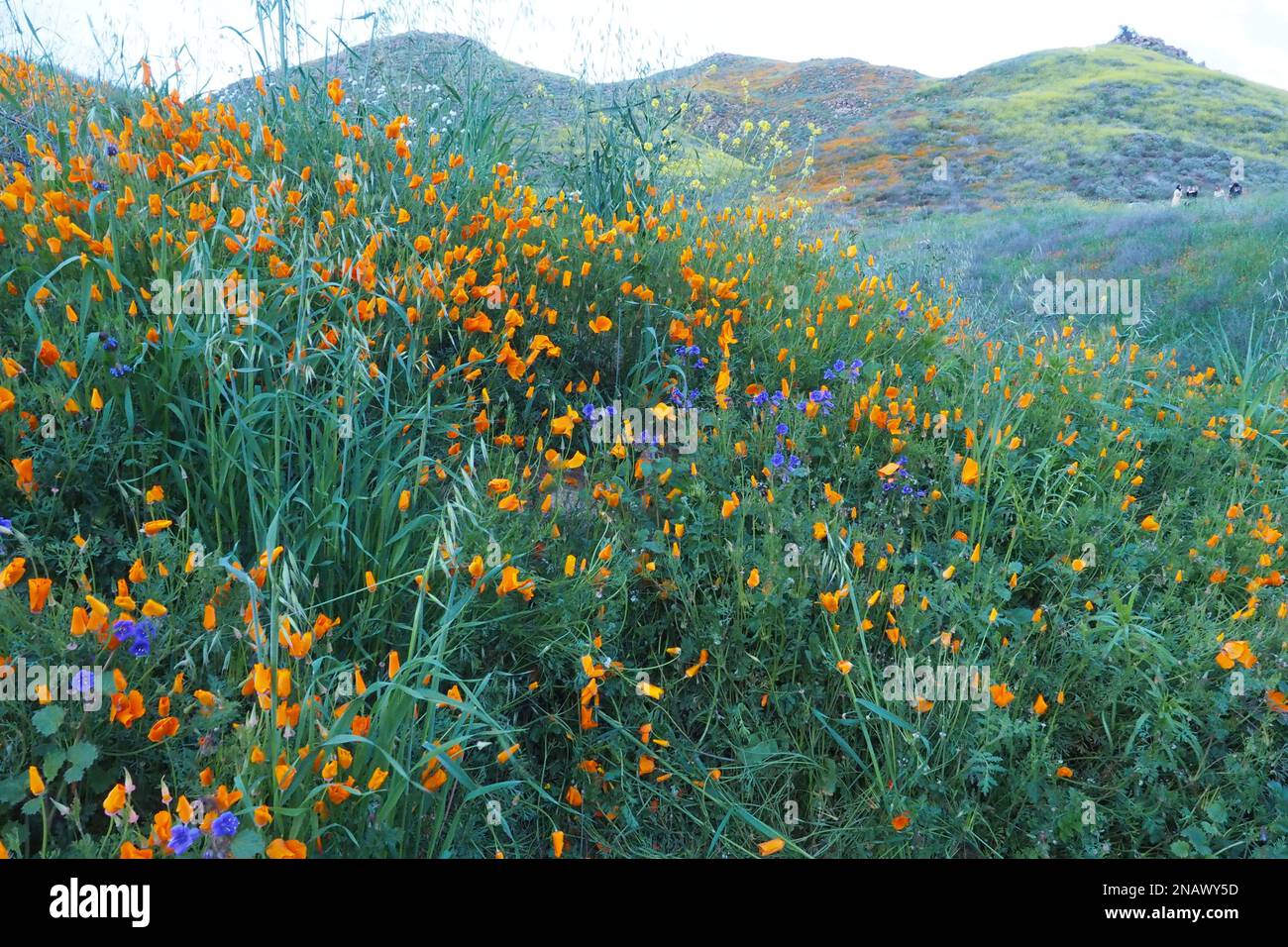 Superbloom of wildflowers at Walker Canyon, CA Stock Photo - Alamy