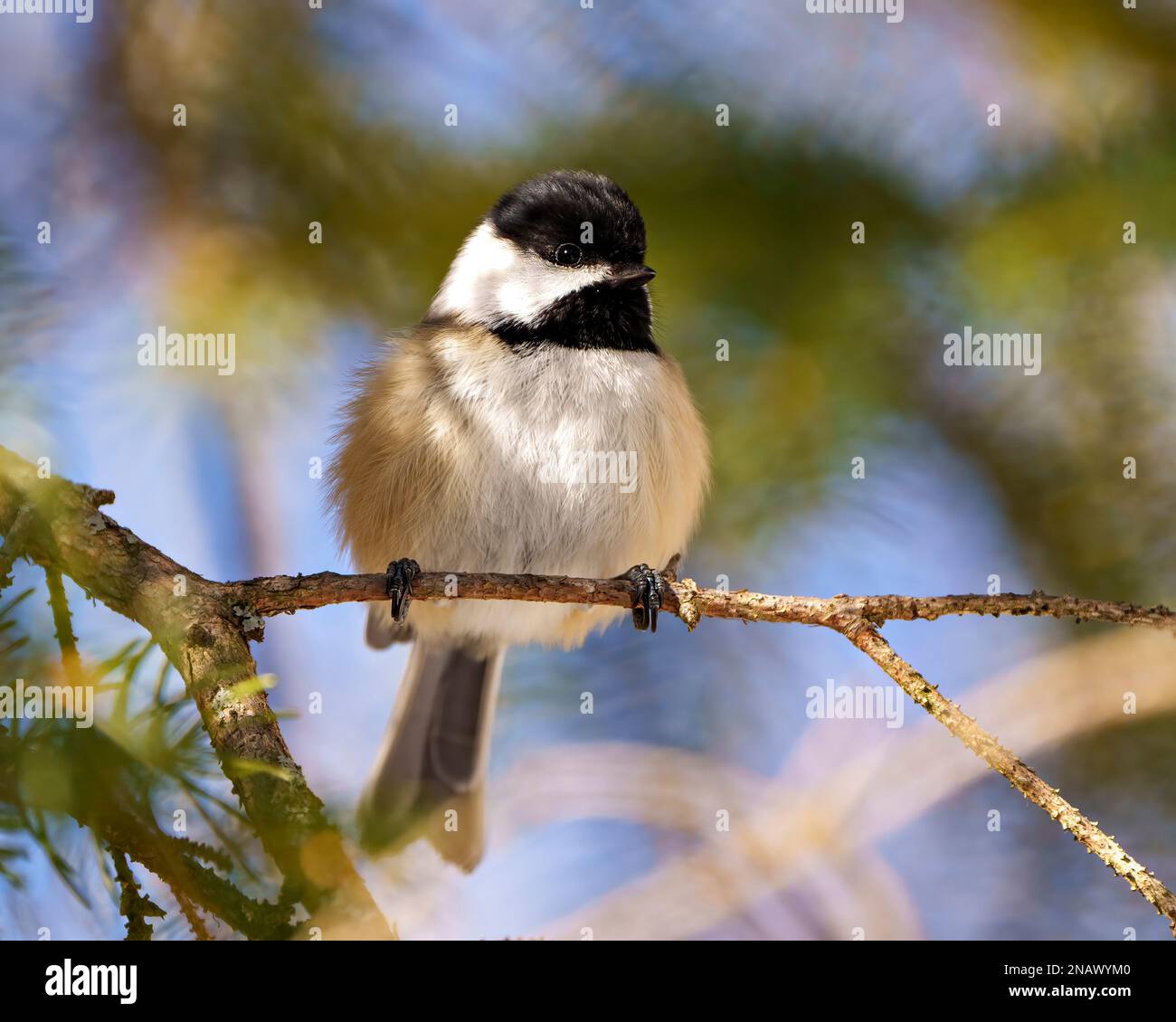 Chickadee close-up front view perched on a branch with a blur forest ...
