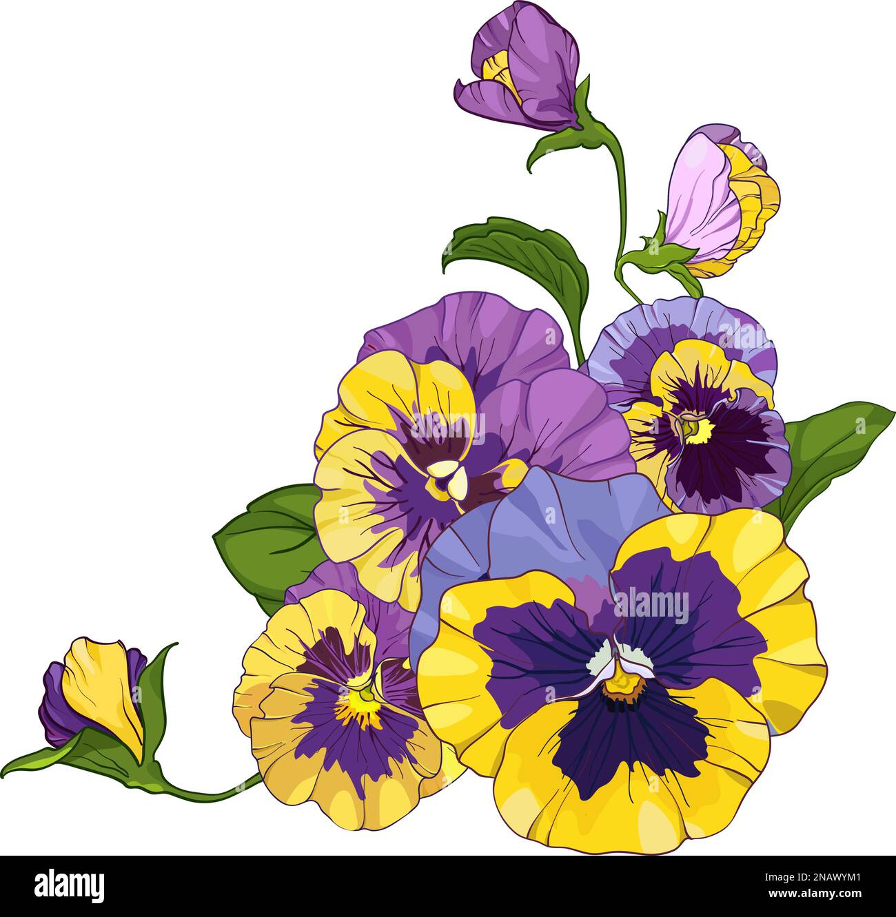 flower arrangement of pansies isolated on a white background. bouquets ...