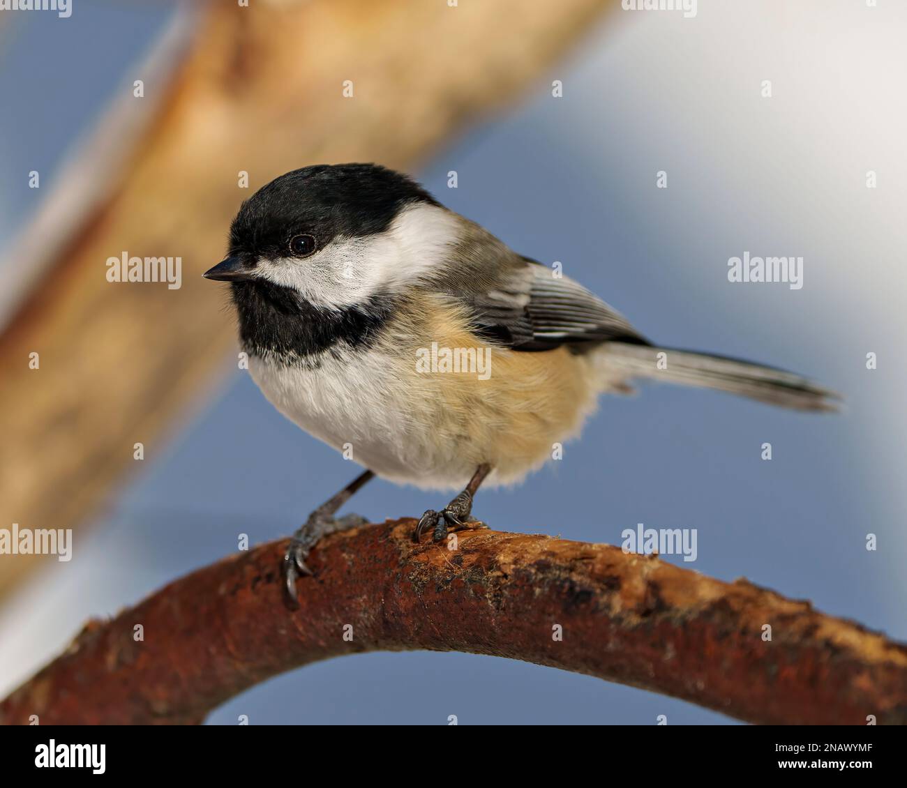 Chickadee perching bird photo hi-res stock photography and images - Alamy