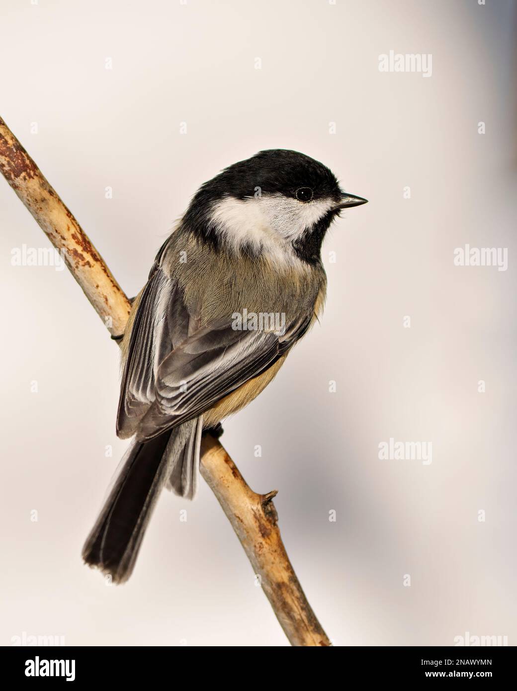 Chickadee close-up rear view perched on a branch with a white ...