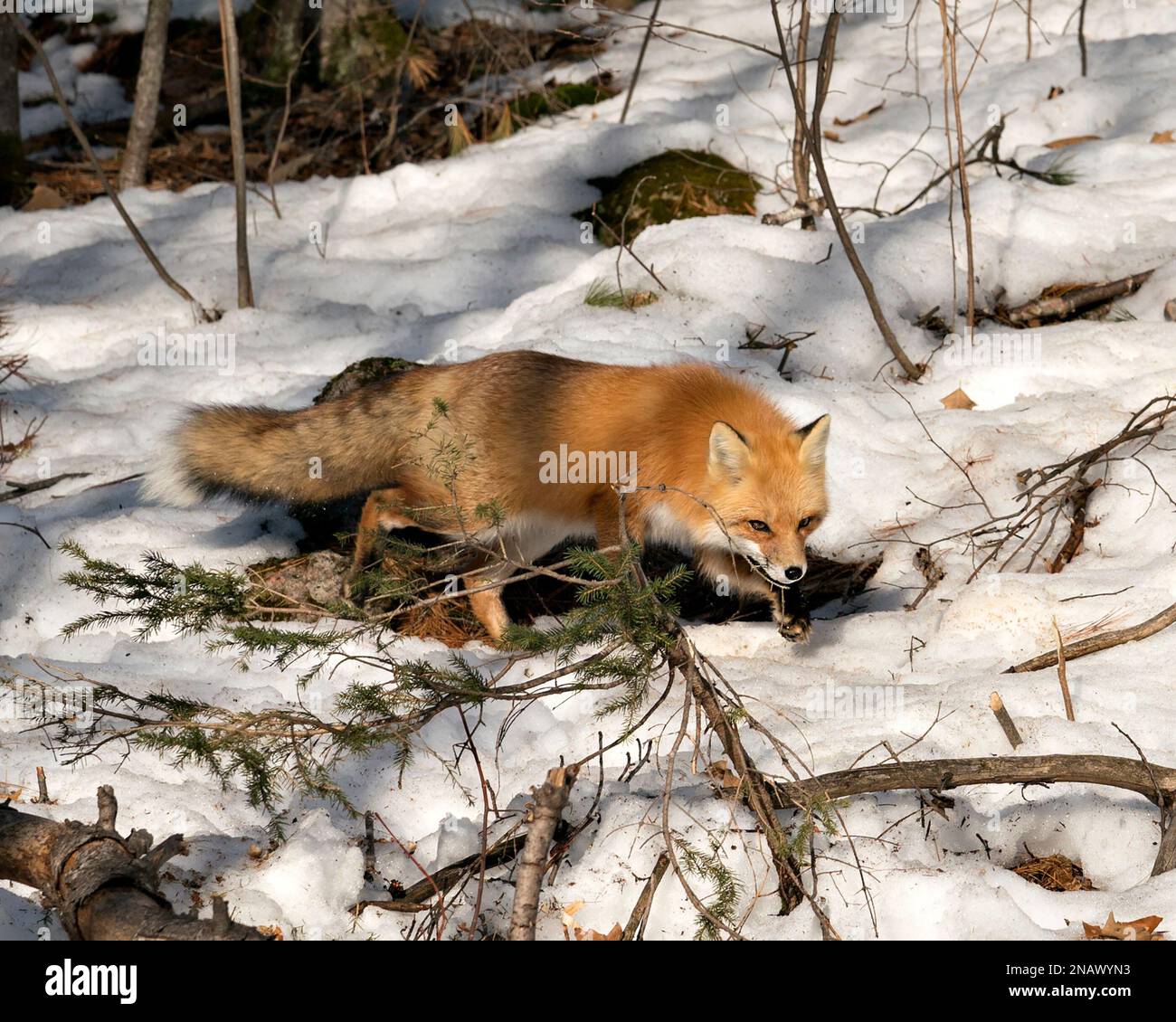 Red fox foraging in the forest in the winter season in its environment ...