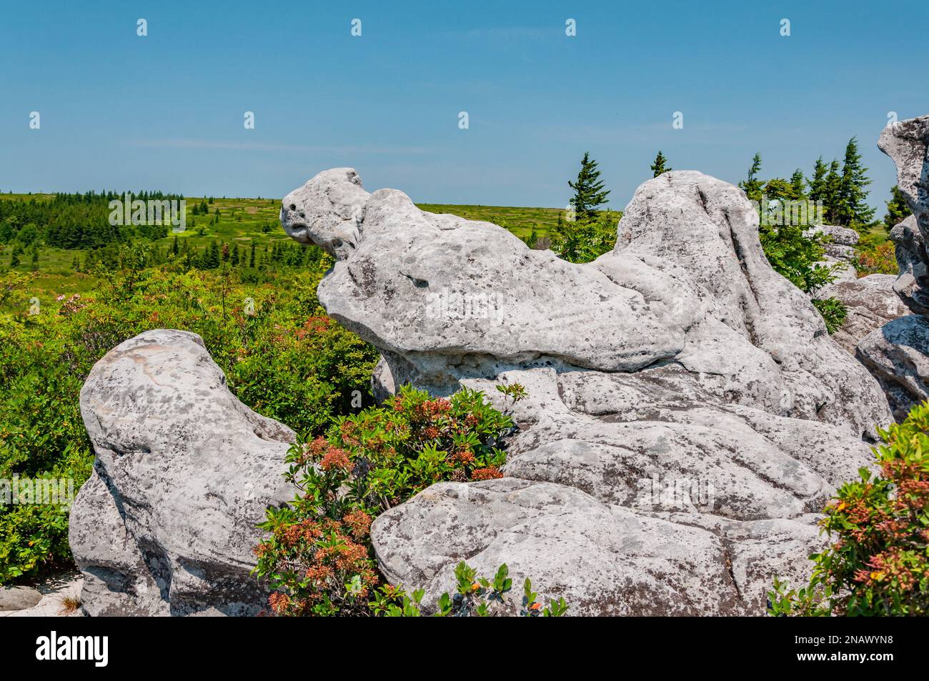 Mountain Laurel Blooms at Bear Rocks Preserve, West Virginia USA, West ...