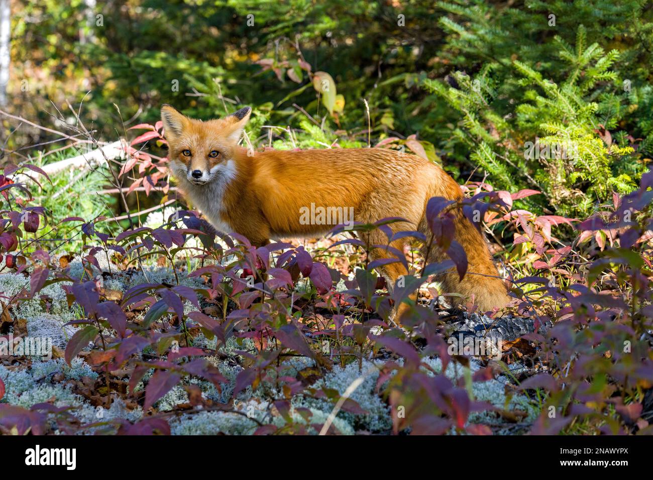 Red fox side view standing on moss ground with a forest background ...