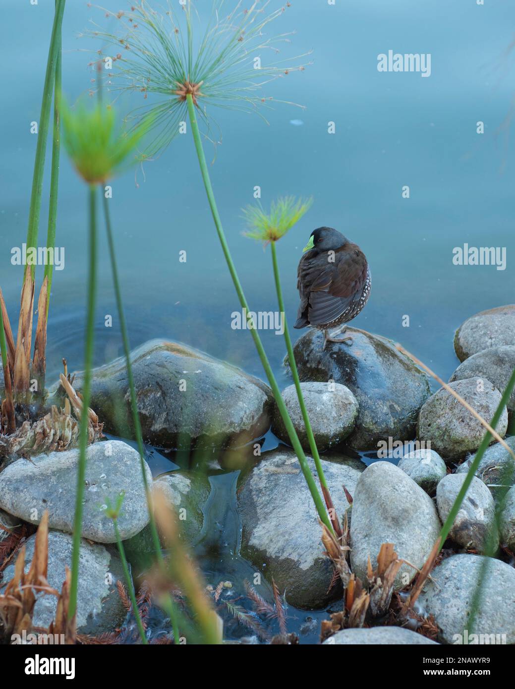 Phosphorescent birds hi-res stock photography and images - Alamy