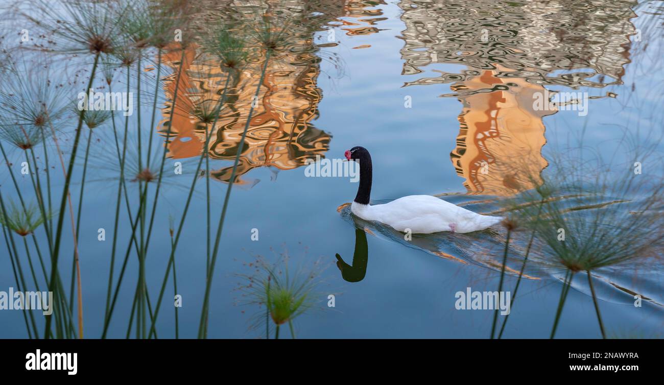 Long neck birds hi-res stock photography and images - Alamy