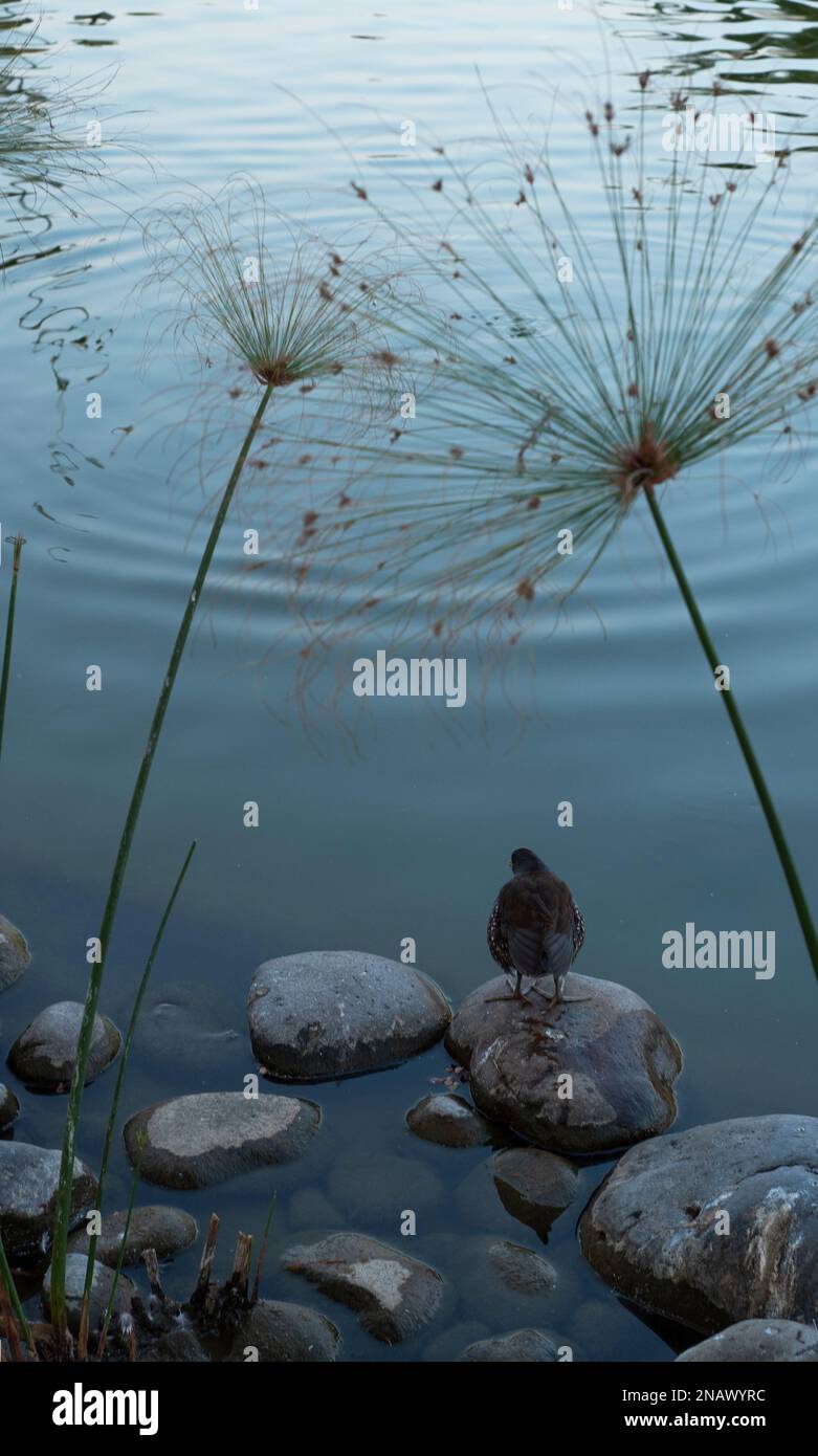 Parque bicentenario chile hi-res stock photography and images - Alamy