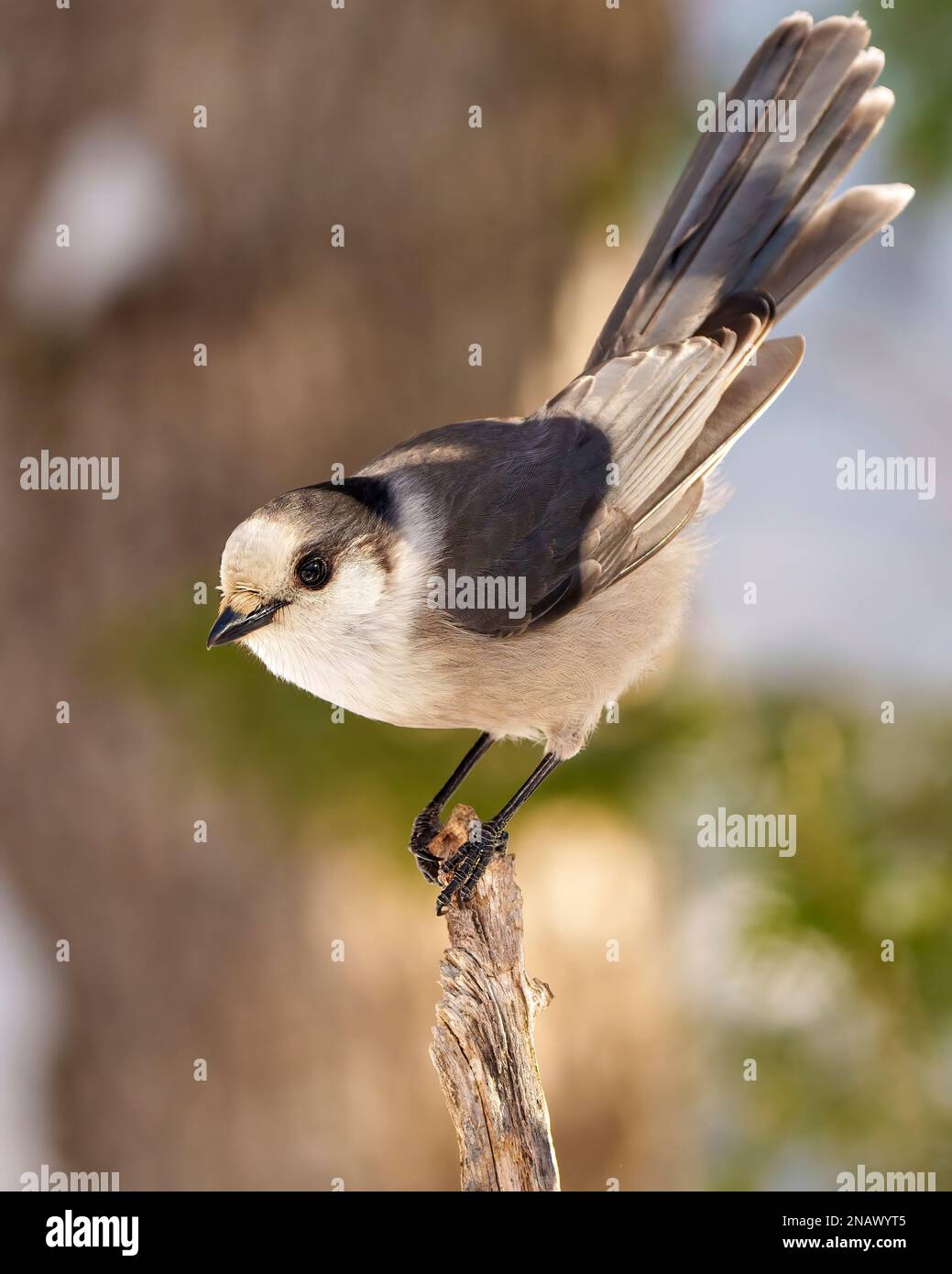 Grey Jay close-up profile view perched on twig with a blur forest ...