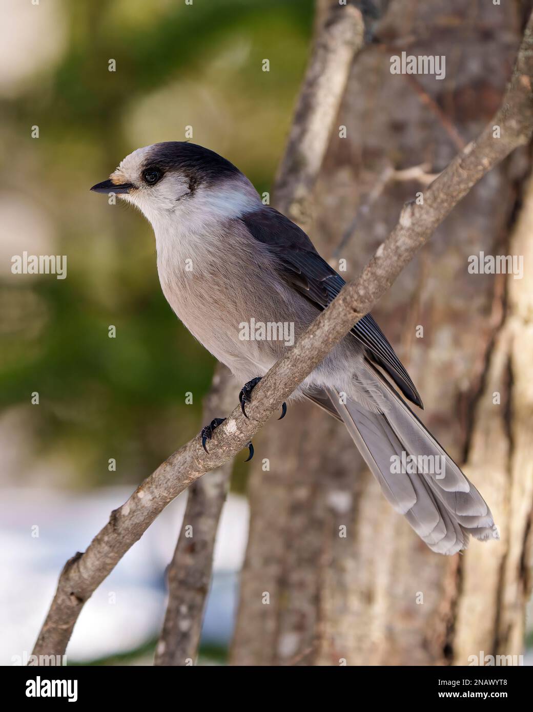 Grey Jay close-up profile side view perched on tree branch with a blur ...