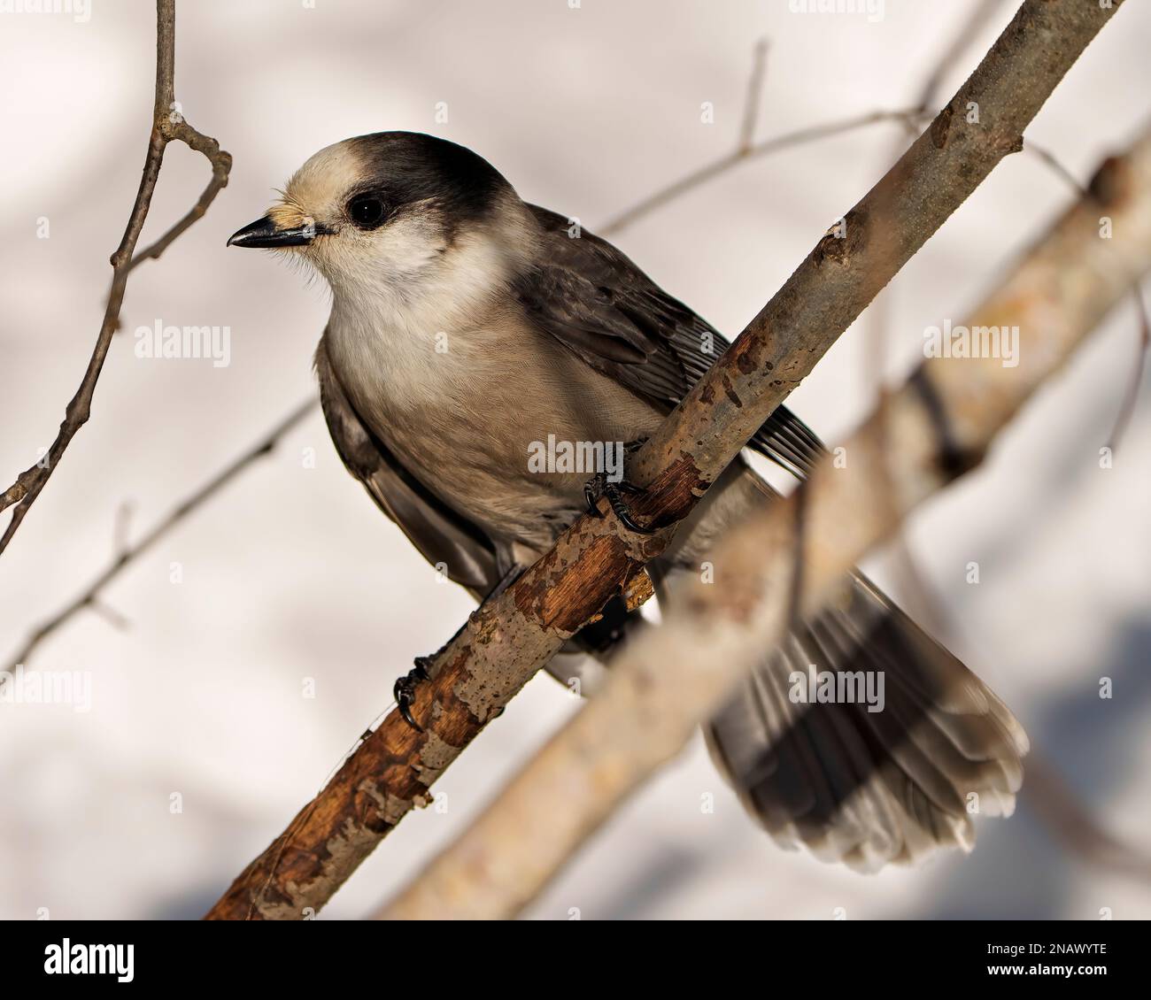 Grey Jay close-up profile view perched on tree branch with a blur ...