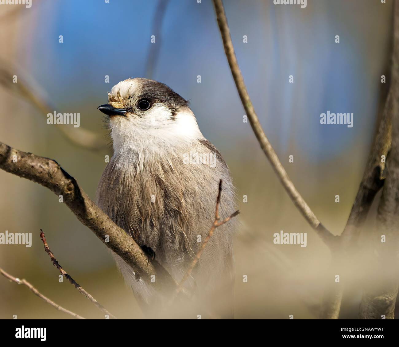 Grey Jay head shot front view close-up perched on tree branch with a ...