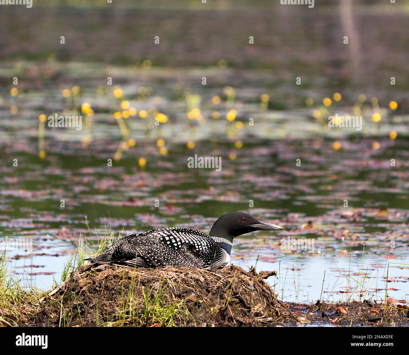 Common Loon close-up view nesting on its nest with marsh grasses, mud ...