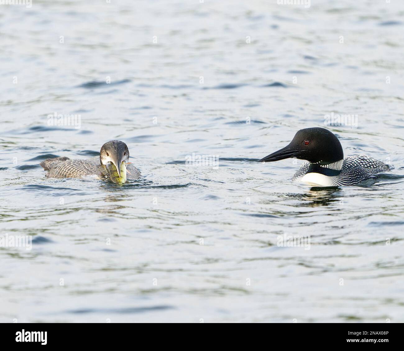 Common loon with juvenile loon in its growing phase eating a perch fish ...