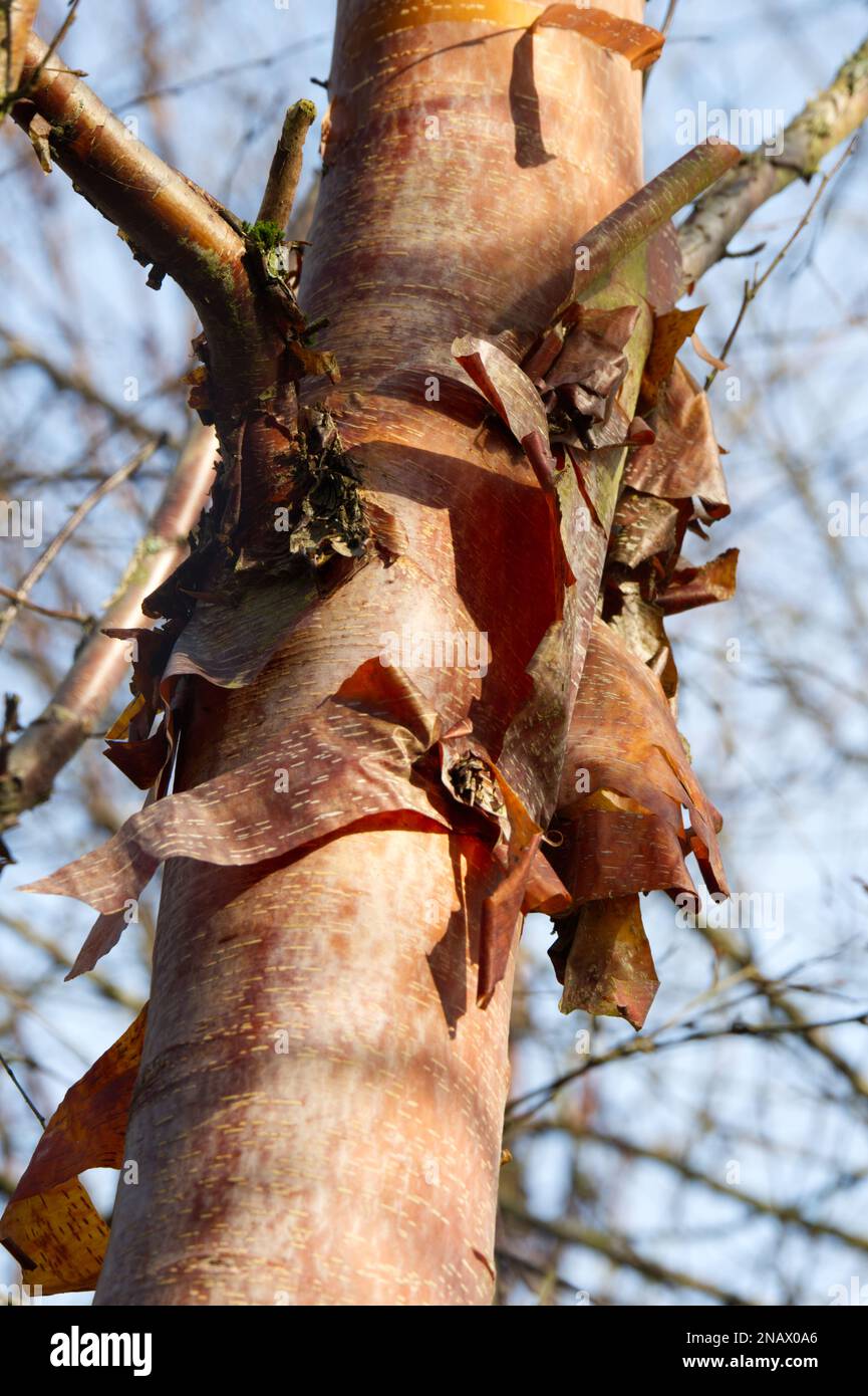 Decoratice bark hi-res stock photography and images - Alamy