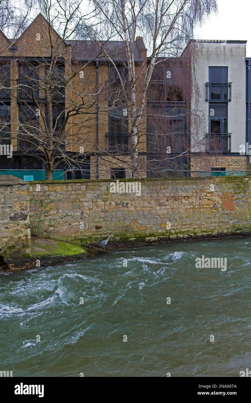 Castle Mill Stream in Oxford with a heron hunting prey. The older wall ...
