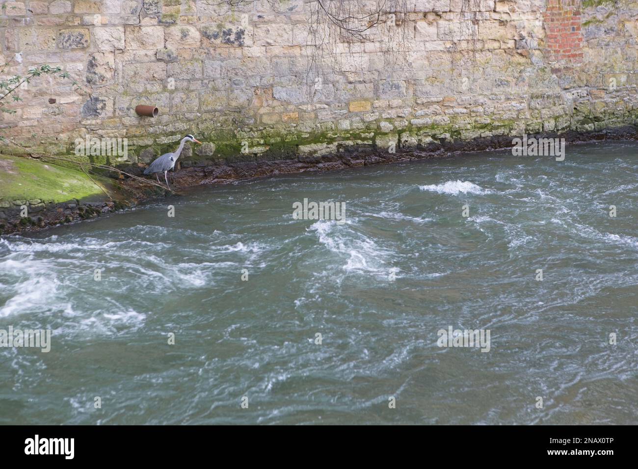 Castle Mill Stream in Oxford with a heron hunting prey. The wall is ...