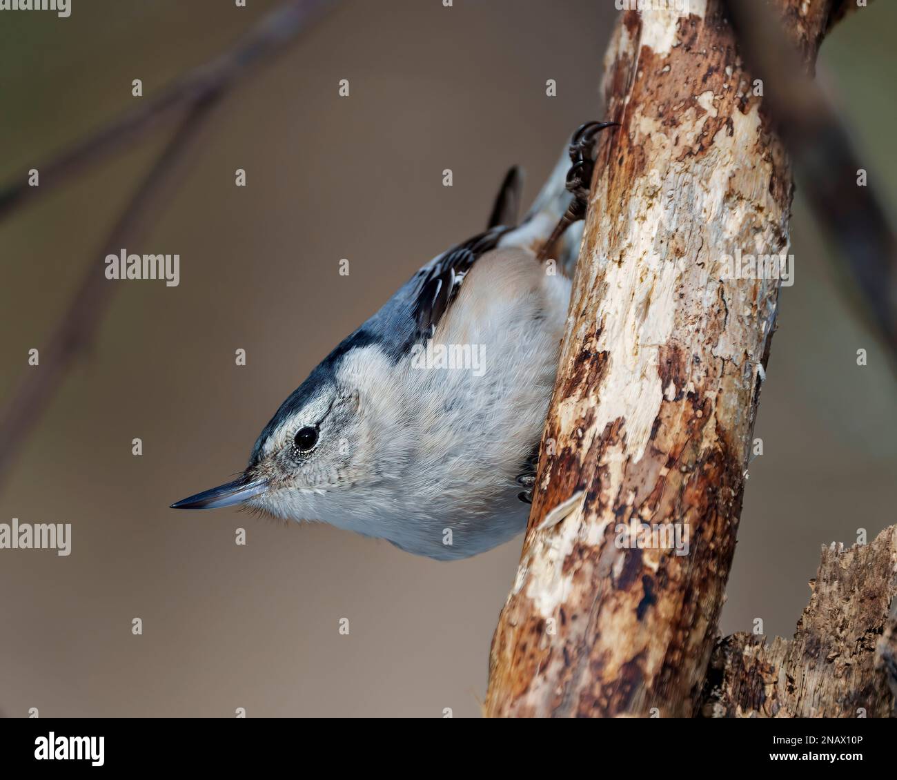 White-breasted Nuthatch perched with a blur background in its ...