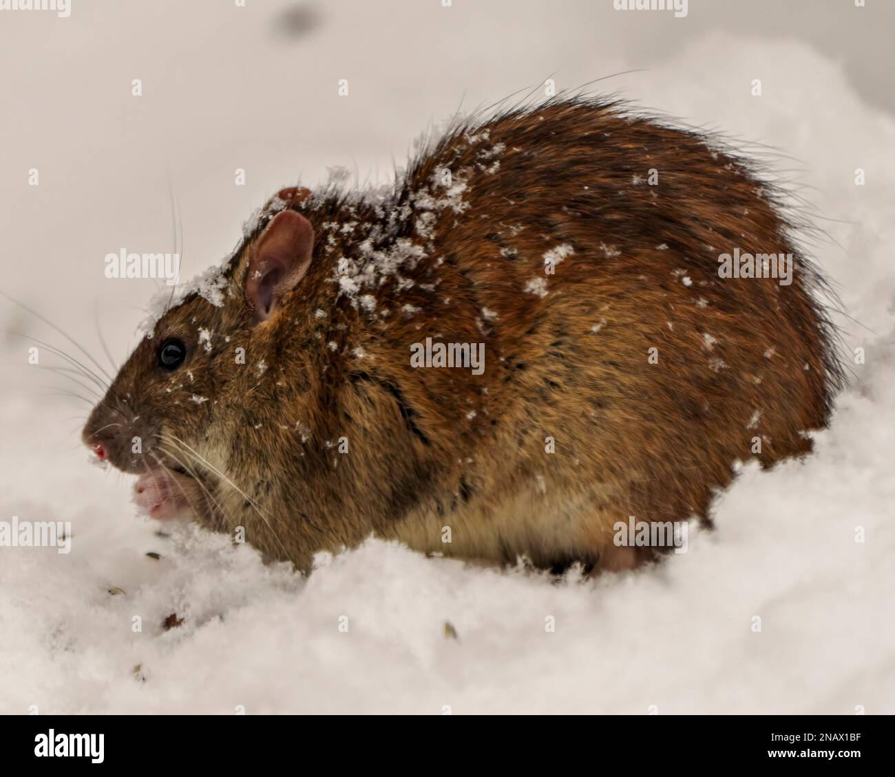 Rat out of its burrow den in the snow displaying brown fur, ears, eye ...