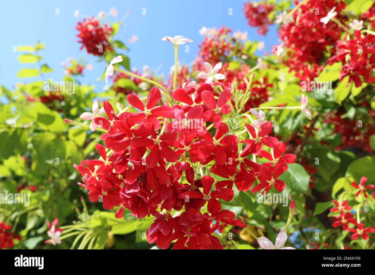 Red flowers in Israel in the autumn Stock Photo - Alamy